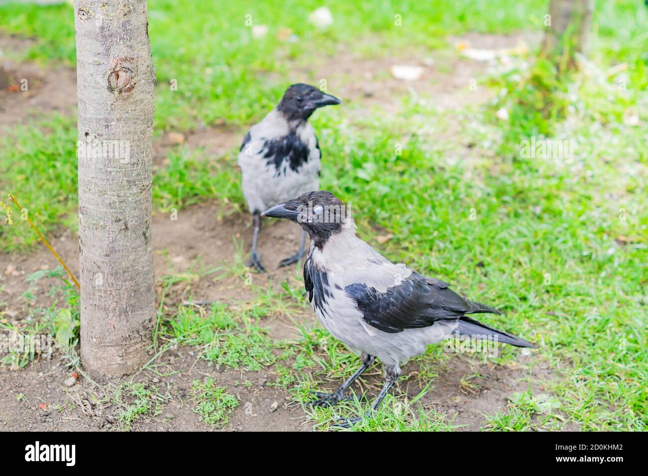 Black And Grey Crow High Resolution Stock Photography and Images - Alamy