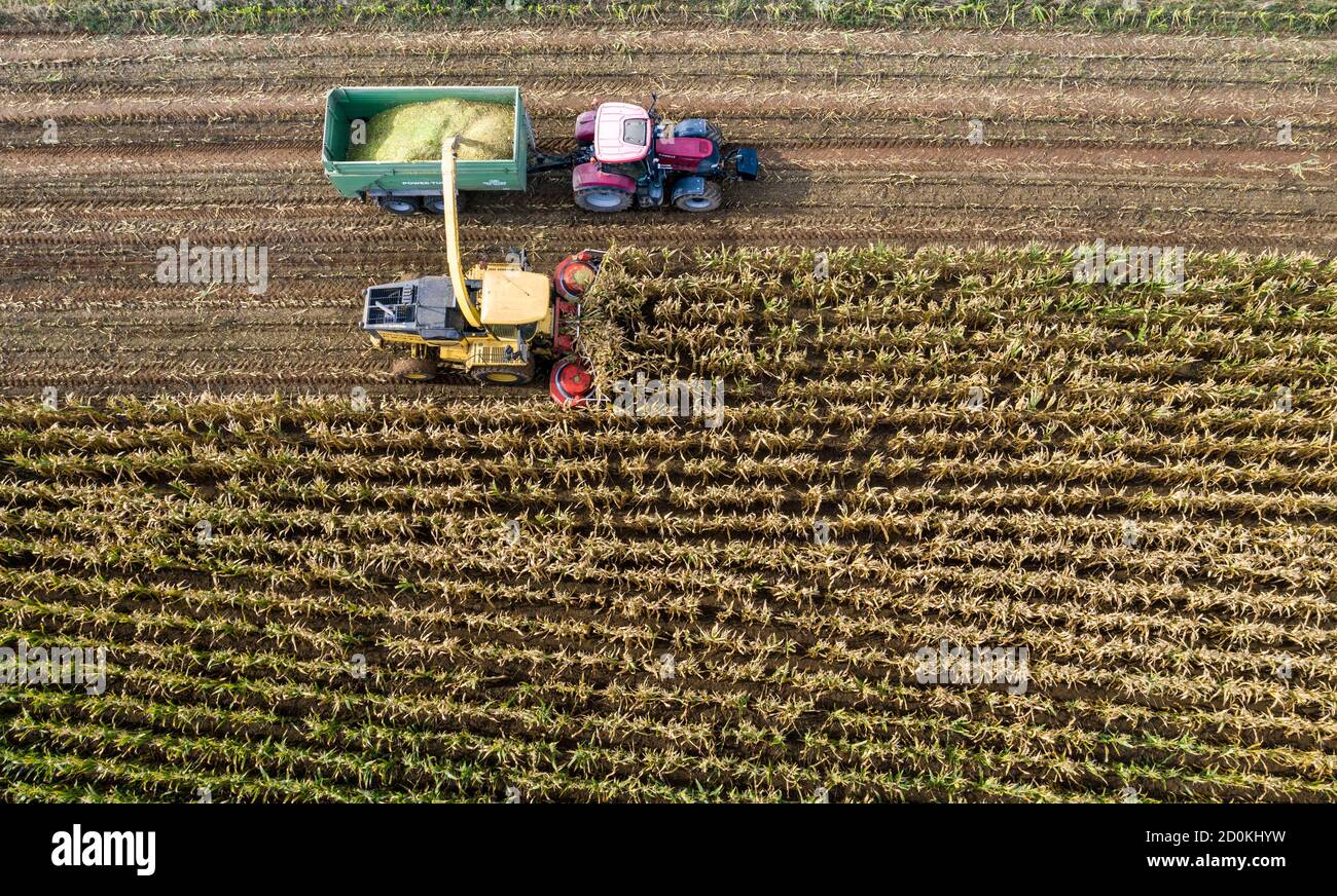 Maize harvest, combine harvester, chopper works its way through a maize ...