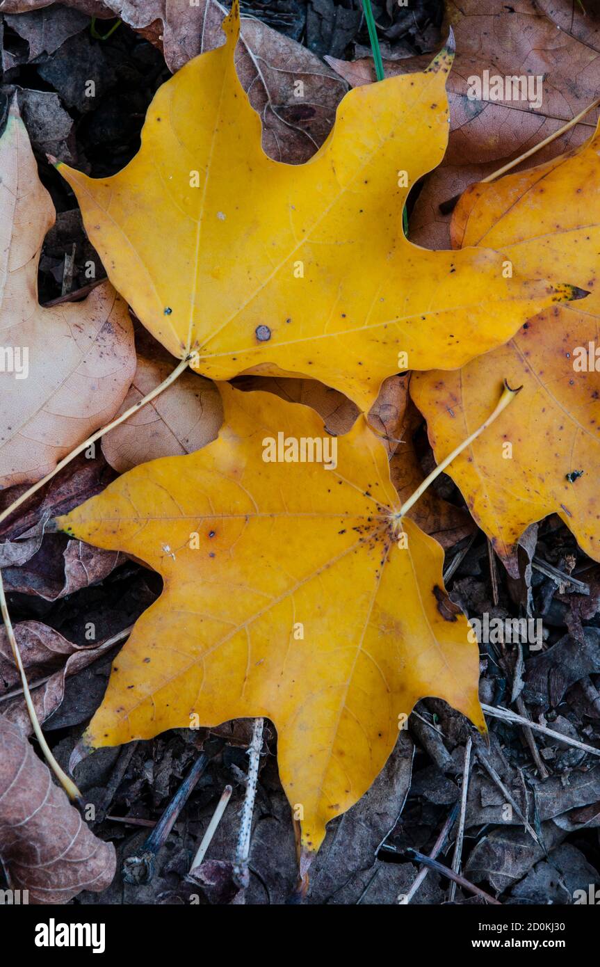 Colorful plant details of nature in Autumn season Stock Photo - Alamy