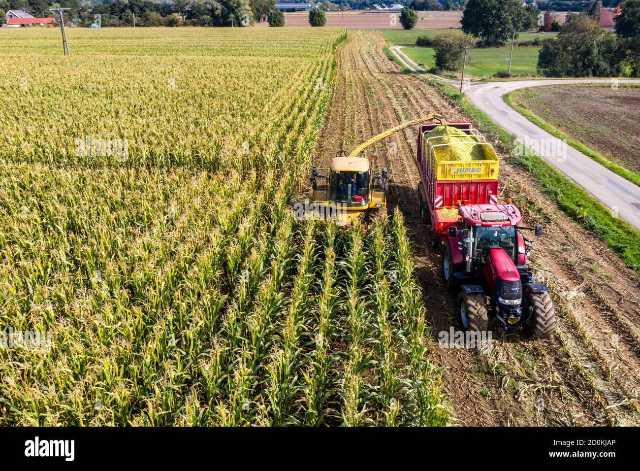 Maize harvest, combine harvester, chopper works its way through a maize ...
