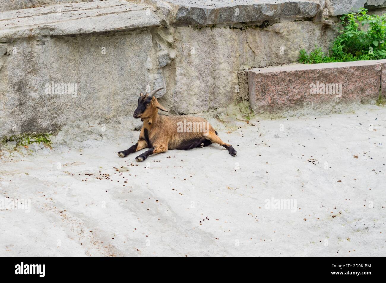 Tired goat hi-res stock photography and images - Alamy
