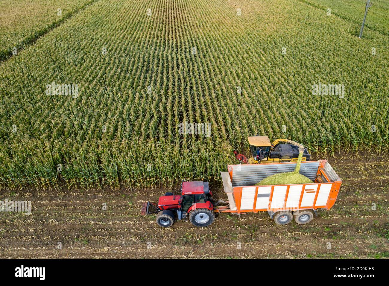 Maize harvest, combine harvester, chopper works its way through a maize ...