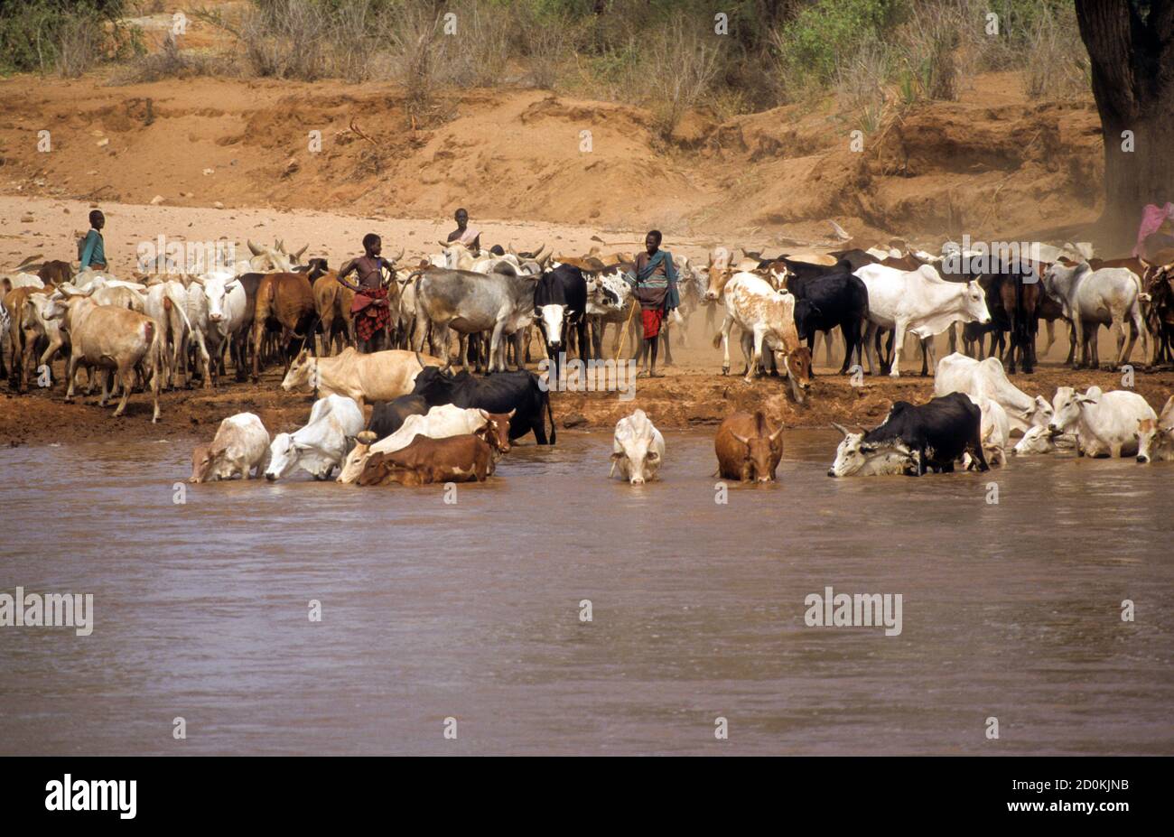 Samburu people' A herd of cattle comes to drink in the river Stock ...