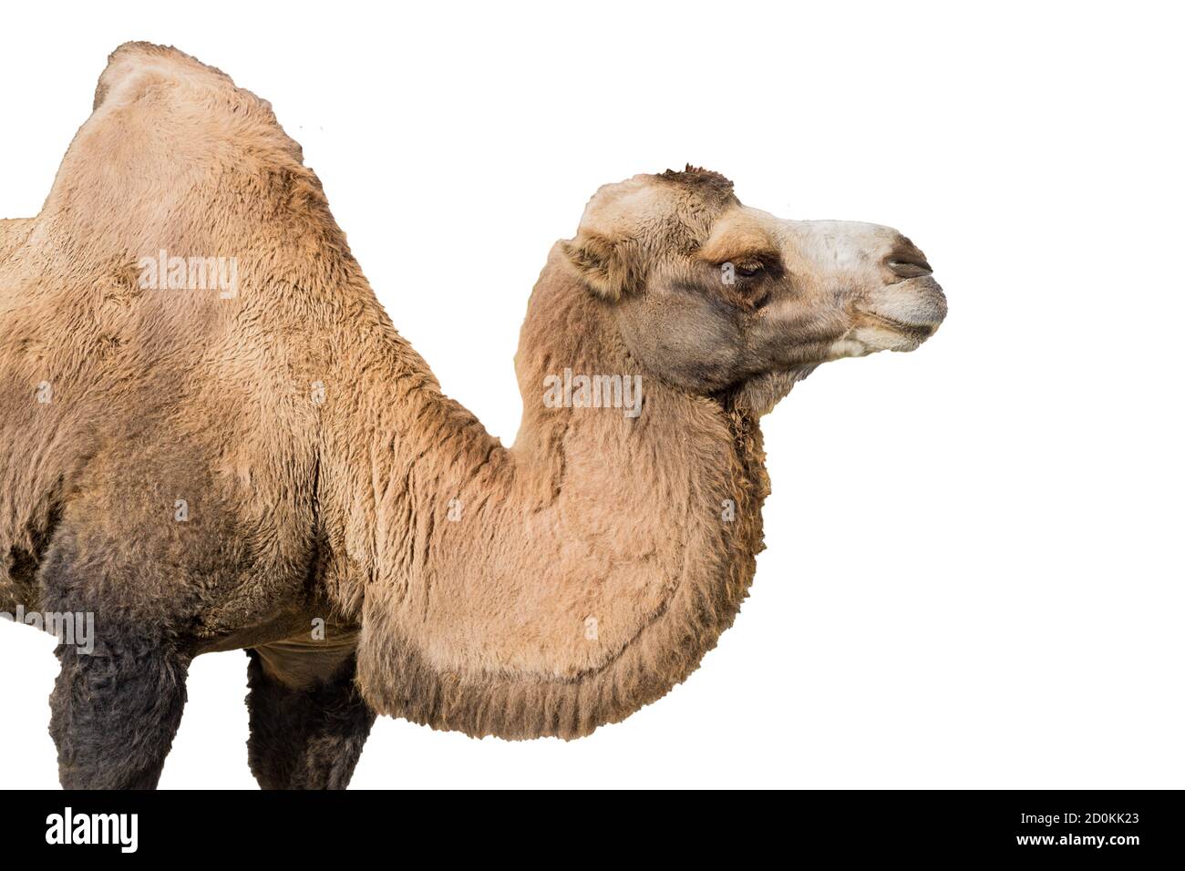 Portrait of a camel isolated on white background Stock Photo - Alamy