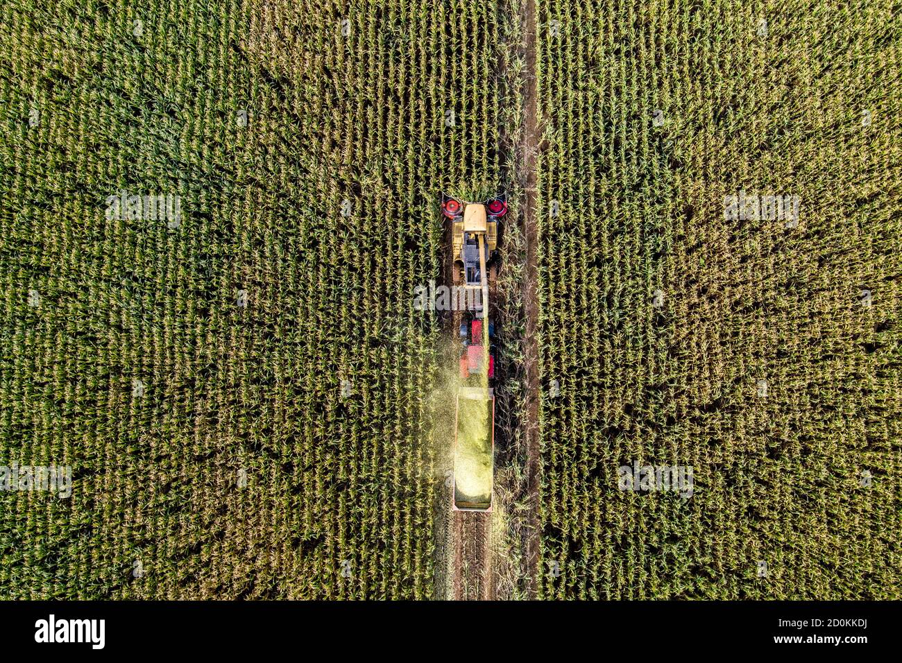 Maize harvest, combine harvester, chopper works its way through a maize ...