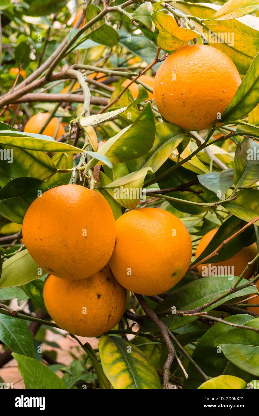 Orange fruits on trees in winter time, Citrus sinensis Stock Photo - Alamy