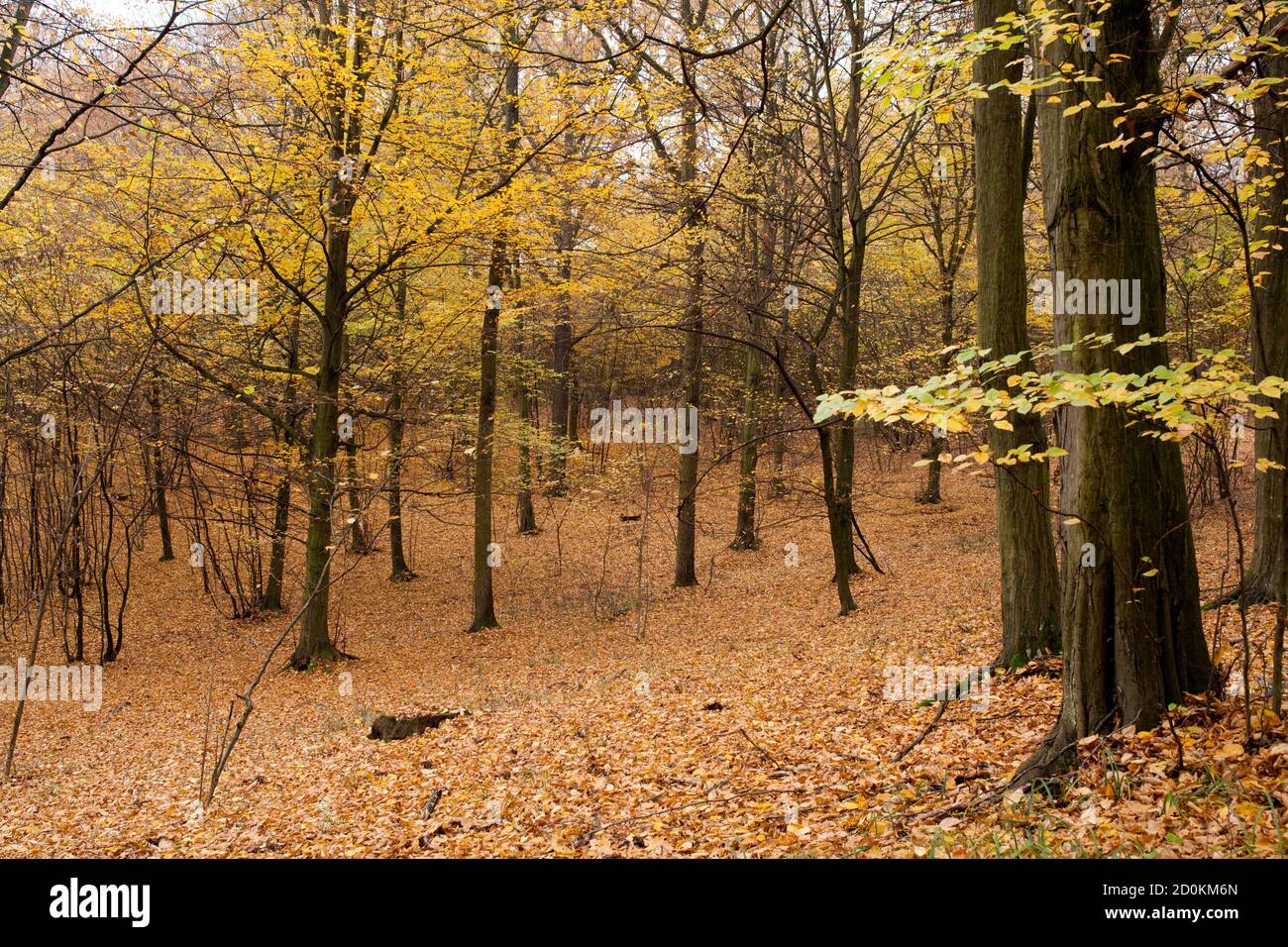 The beautiful autumnal deciduous forest in Lower Austria Stock Photo ...