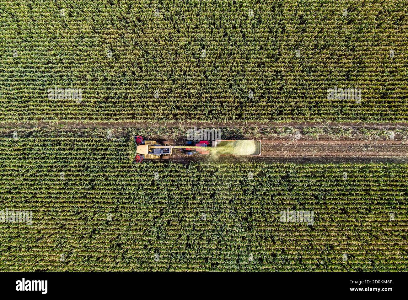 Maize harvest, combine harvester, chopper works its way through a maize ...