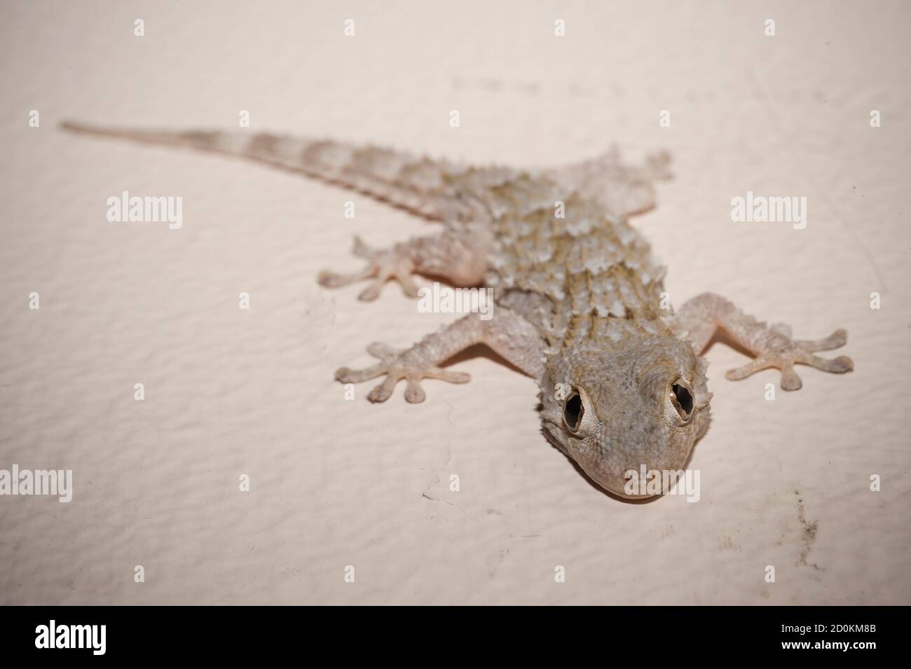 Gray house Gecko living inside a European house Stock Photo - Alamy