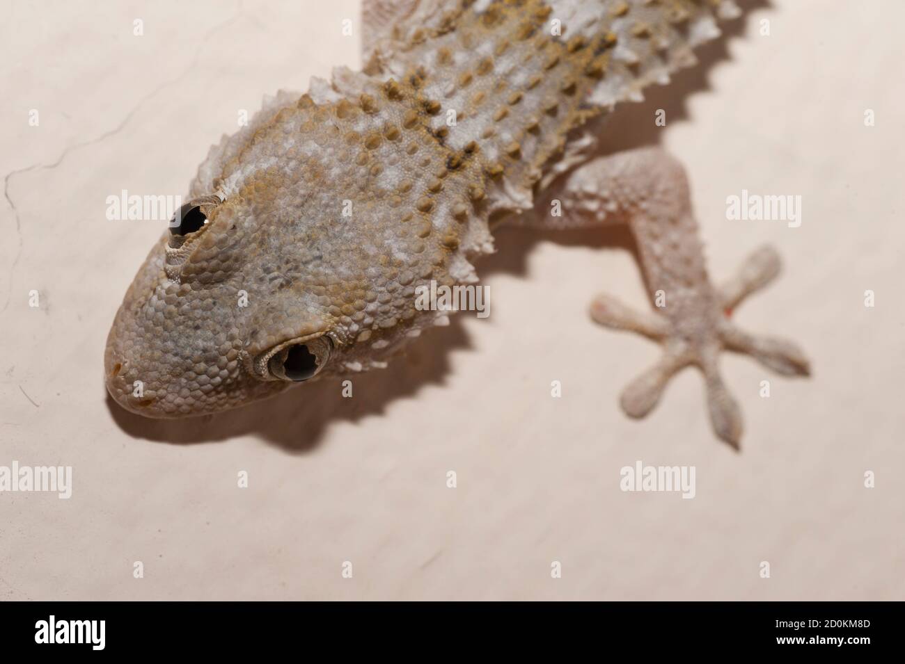 Gray house Gecko living inside a European house Stock Photo - Alamy