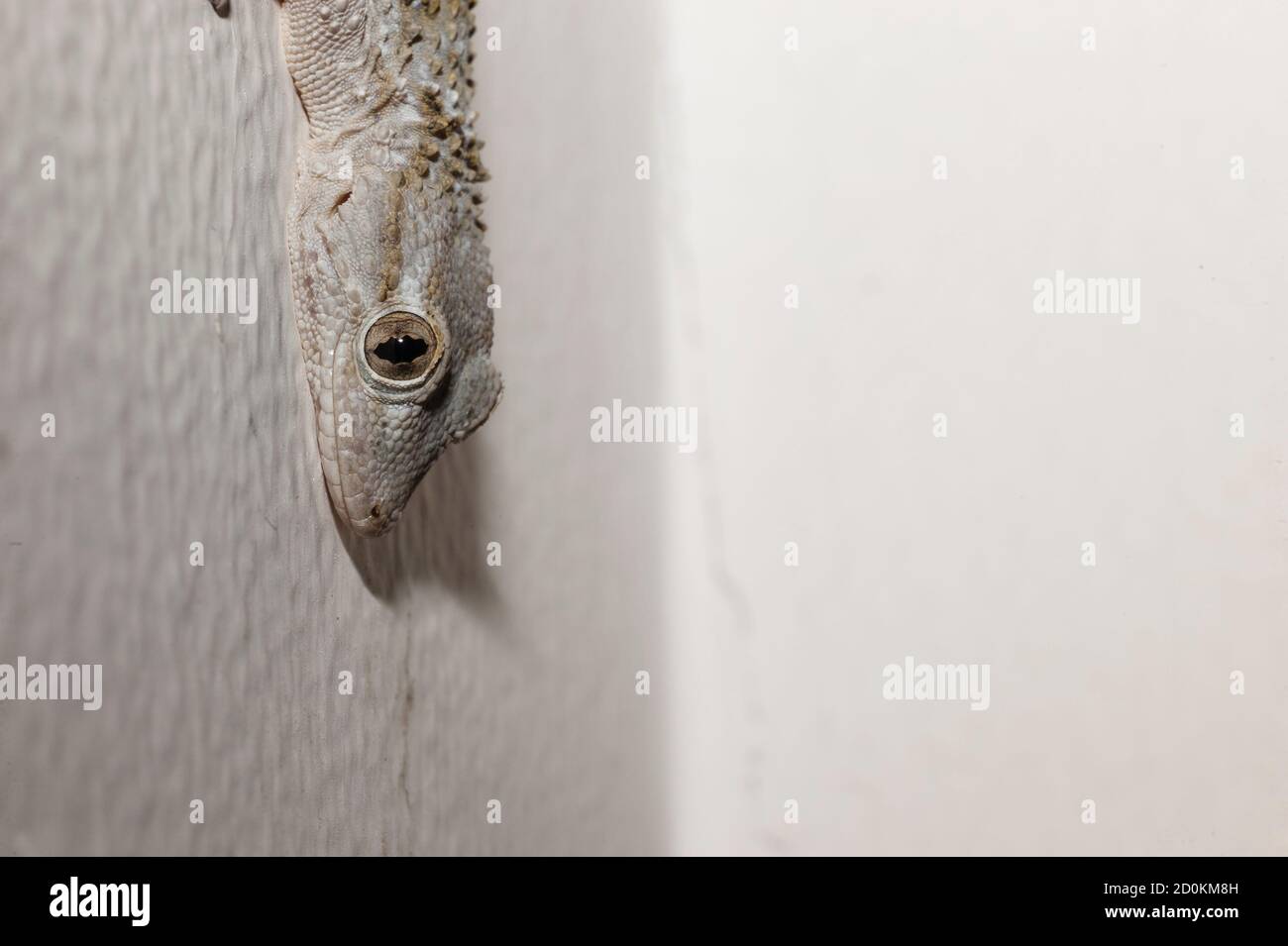 Gray house Gecko living inside a European house Stock Photo - Alamy