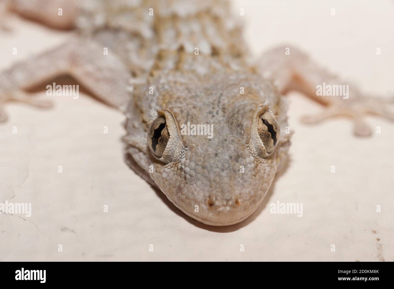 Gray house Gecko living inside a European house Stock Photo - Alamy