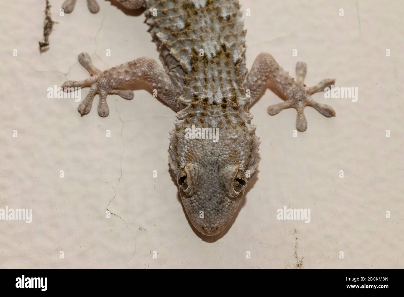 Gray house Gecko living inside a European house Stock Photo - Alamy