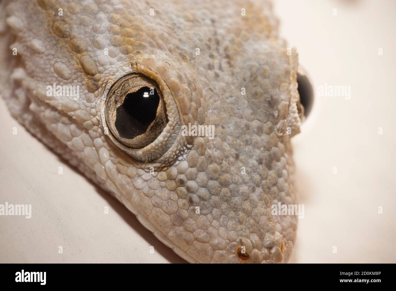 Gray house Gecko living inside a European house Stock Photo - Alamy