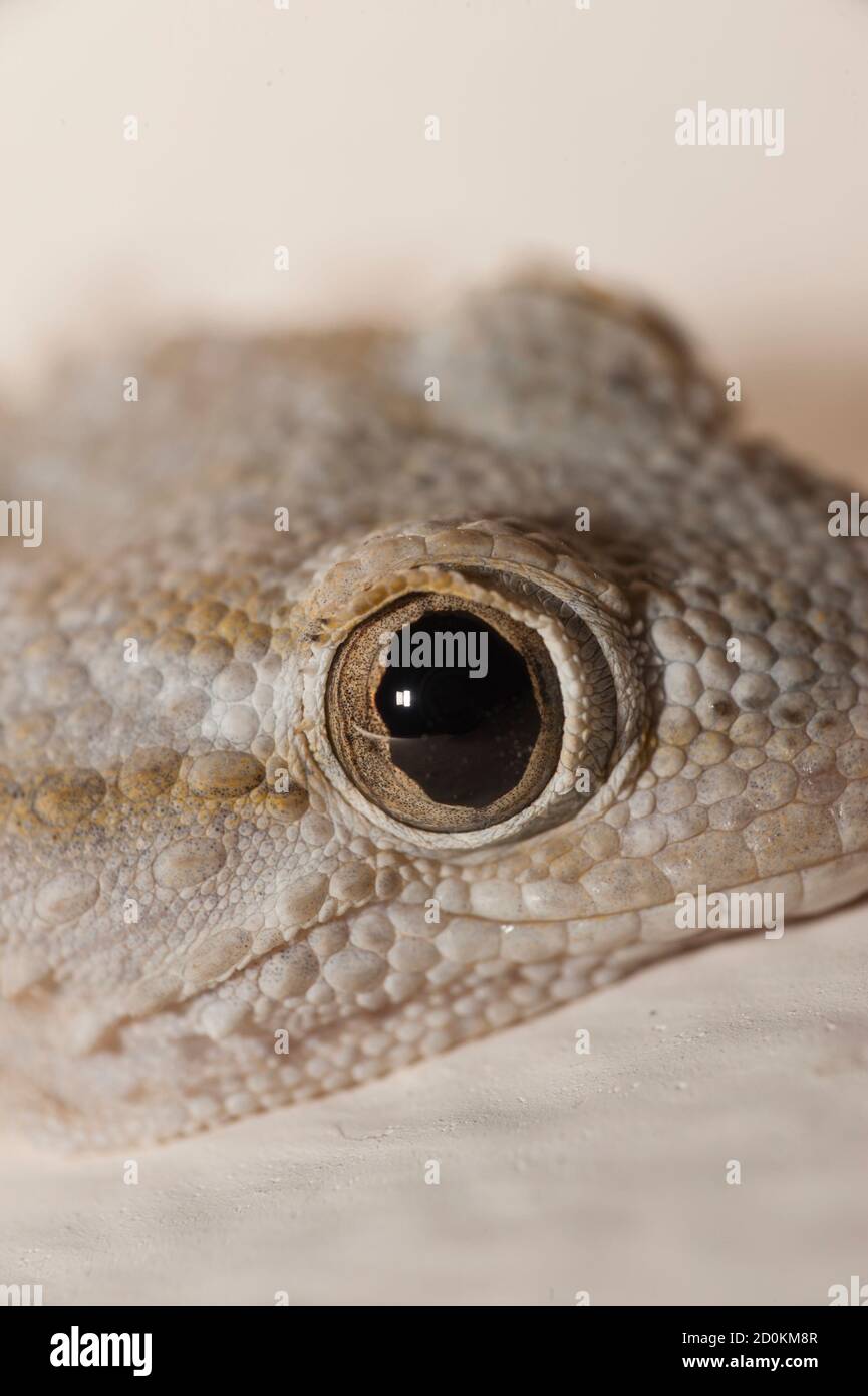 Gray house Gecko living inside a European house Stock Photo - Alamy