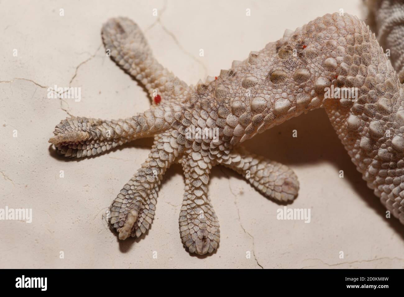 Gray house Gecko living inside a European house Stock Photo - Alamy