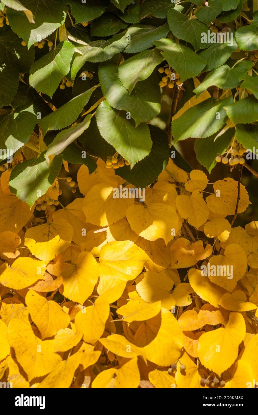 Autumnal leaves and fruits of lime tree, Tilia, linden, basswood Stock ...