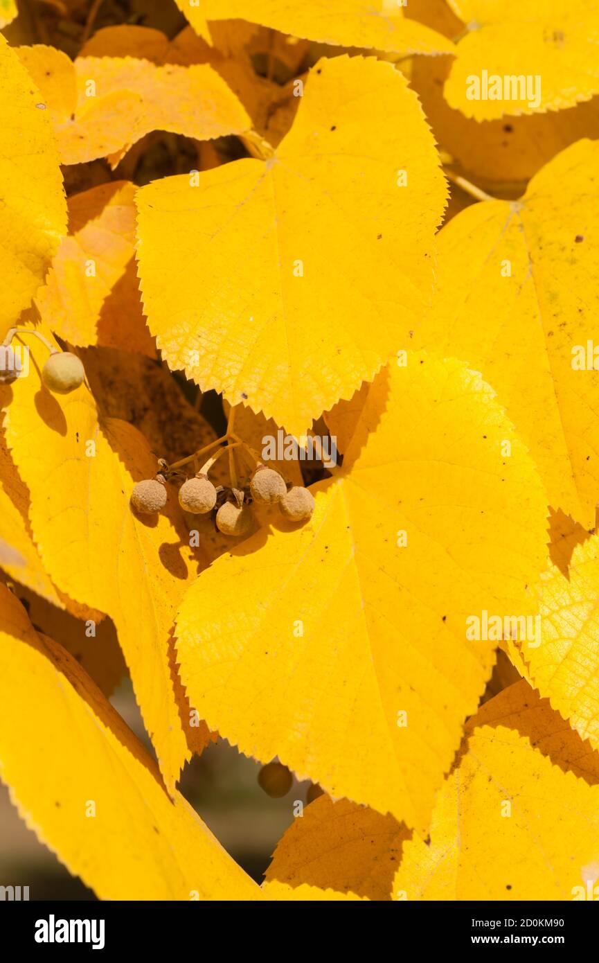 Autumnal leaves and fruits of lime tree, Tilia, linden, basswood Stock ...