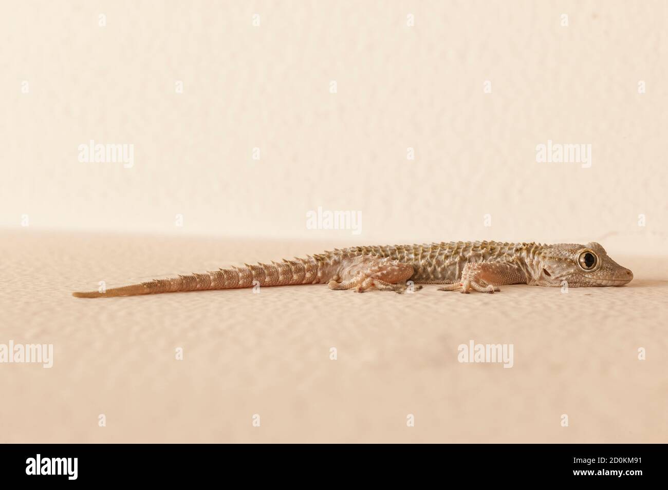 Gray house Gecko living inside a European house Stock Photo - Alamy