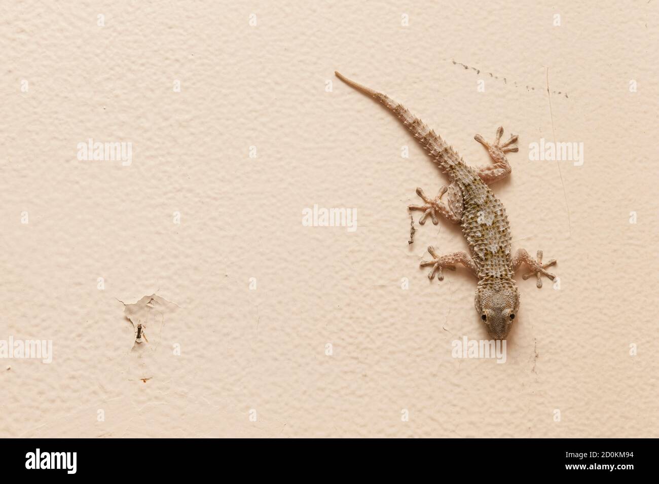 Gray house Gecko living inside a European house Stock Photo - Alamy