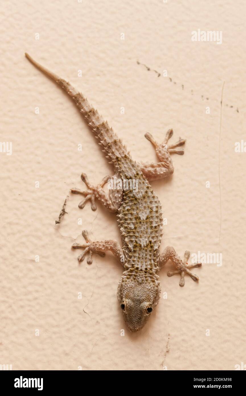 Gray house Gecko living inside a European house Stock Photo - Alamy