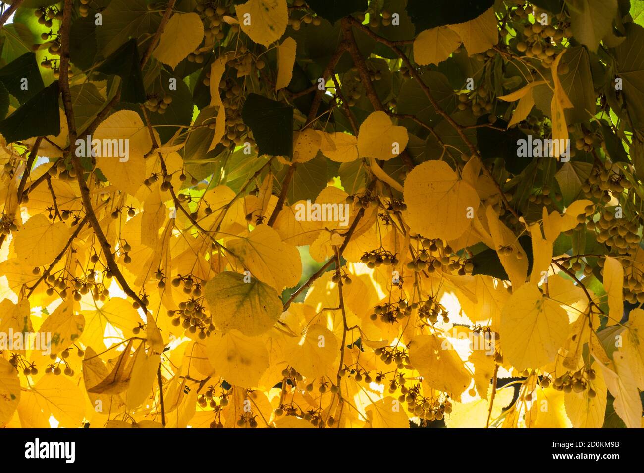 Autumnal leaves and fruits of lime tree, Tilia, linden, basswood Stock ...