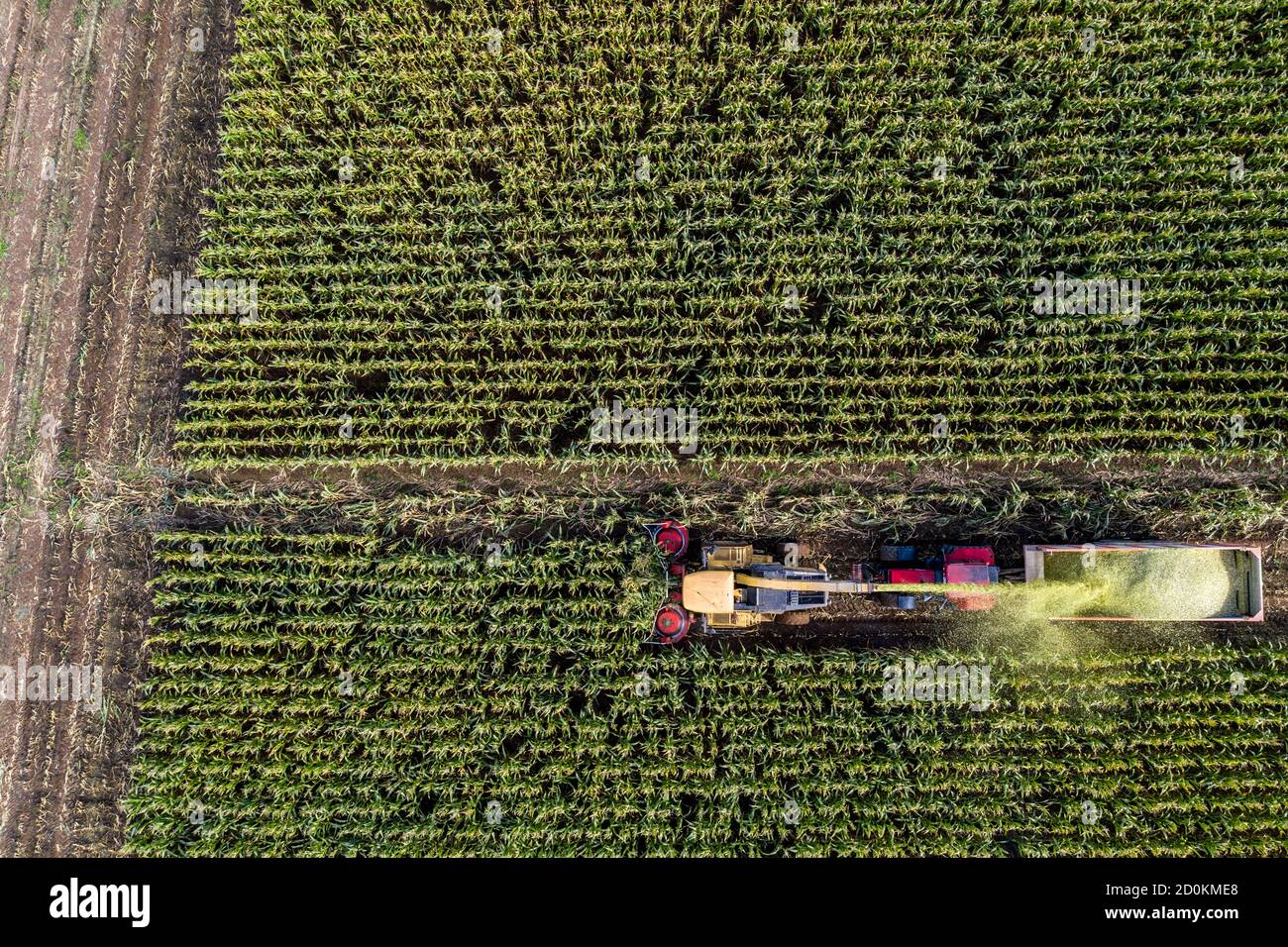 Maize harvest, combine harvester, chopper works its way through a maize ...