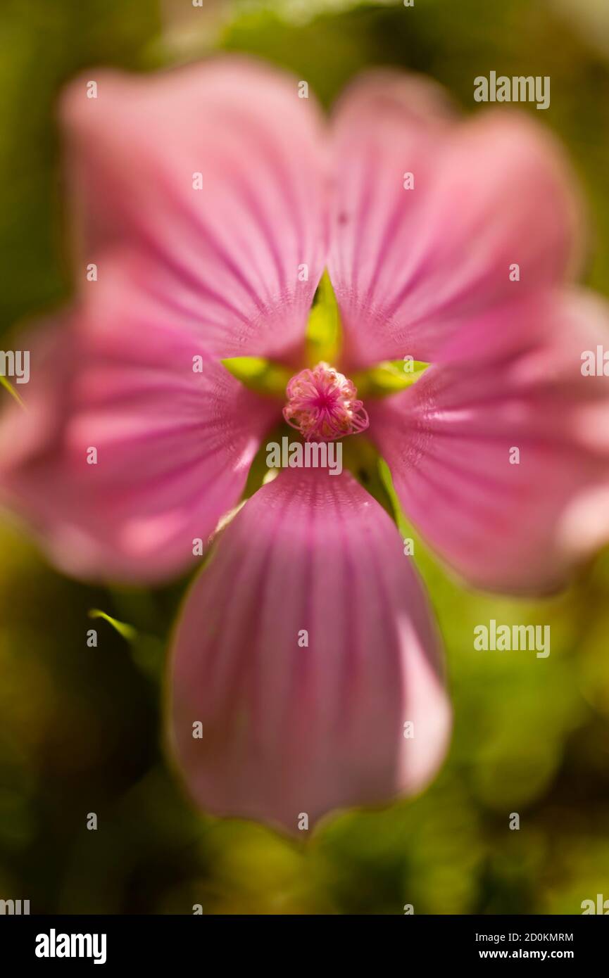 Inside of the mallow flower, Mauve purple color Stock Photo - Alamy
