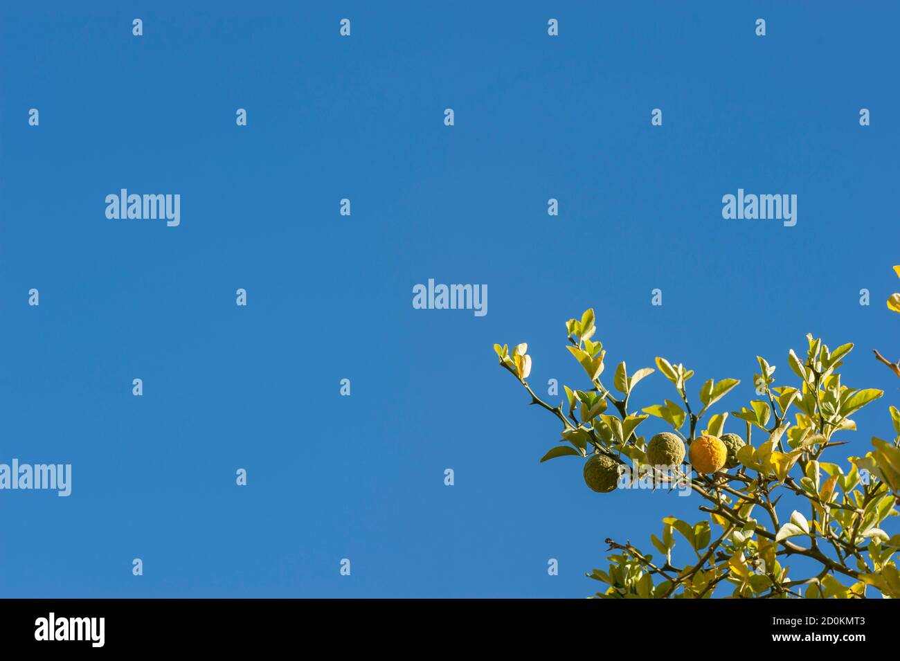 Bergamot orange tree with fruits and leaves on blue sky background ...