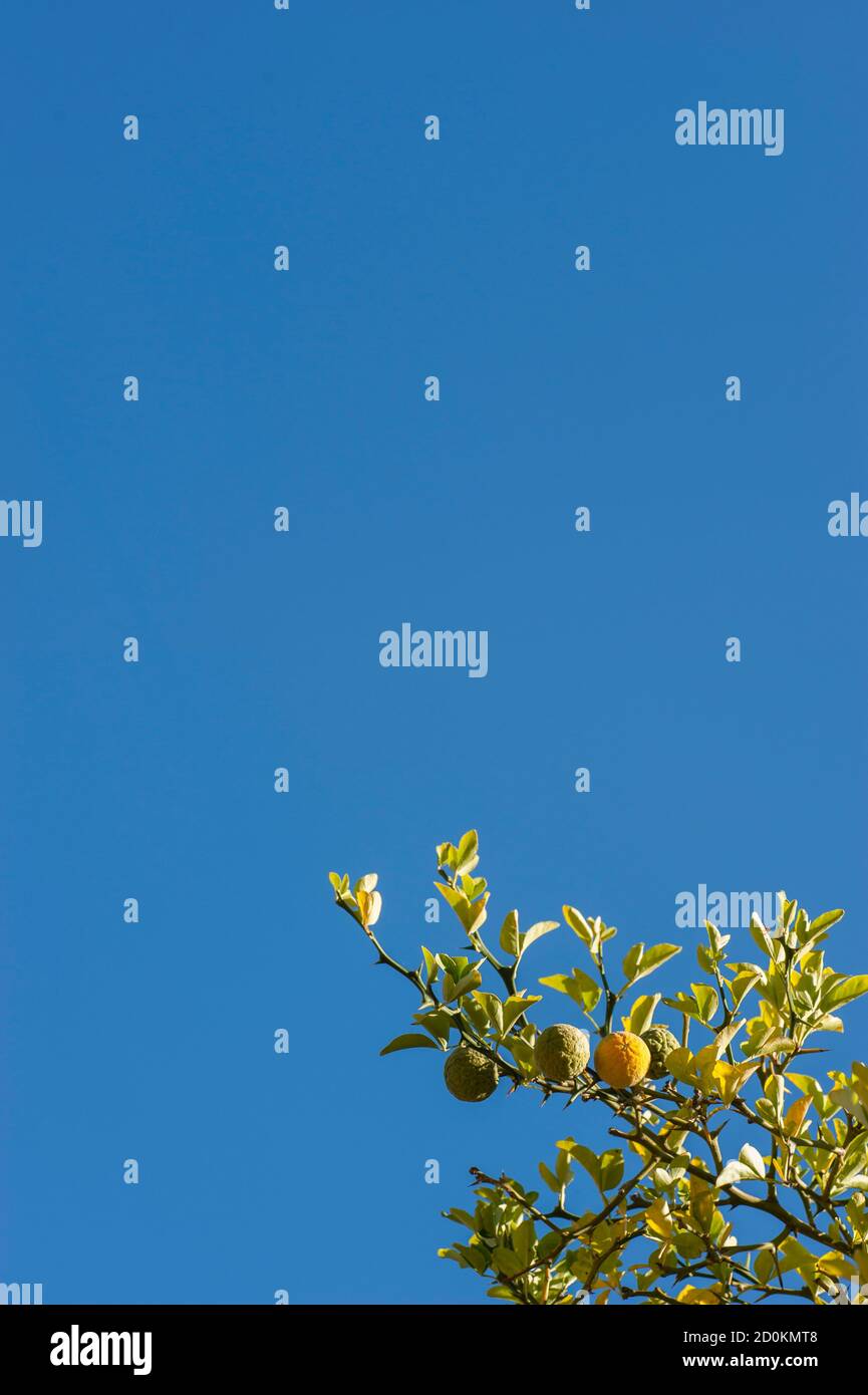 Bergamot orange tree with fruits and leaves on blue sky background ...