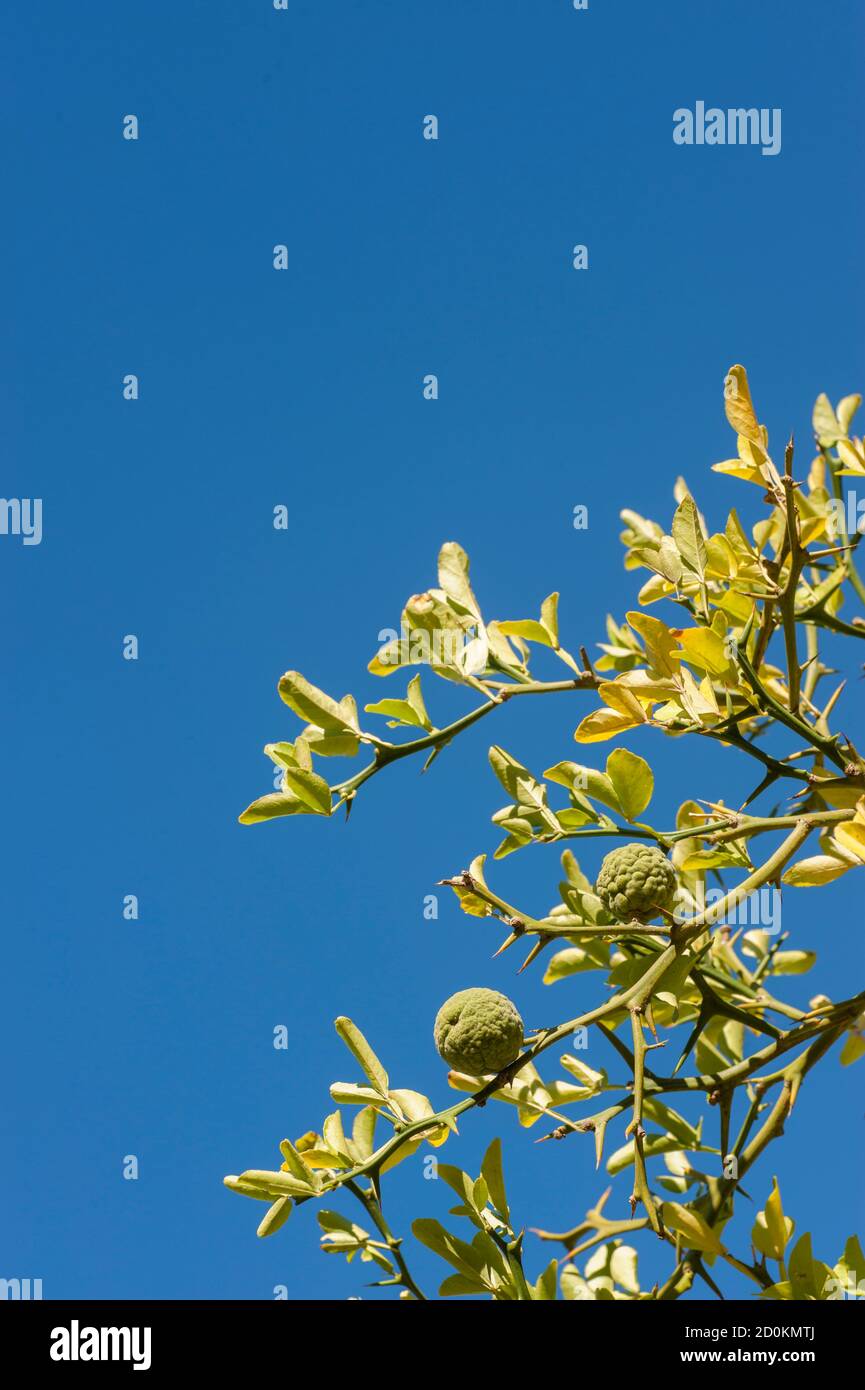 Bergamot orange tree with fruits and leaves on blue sky background ...