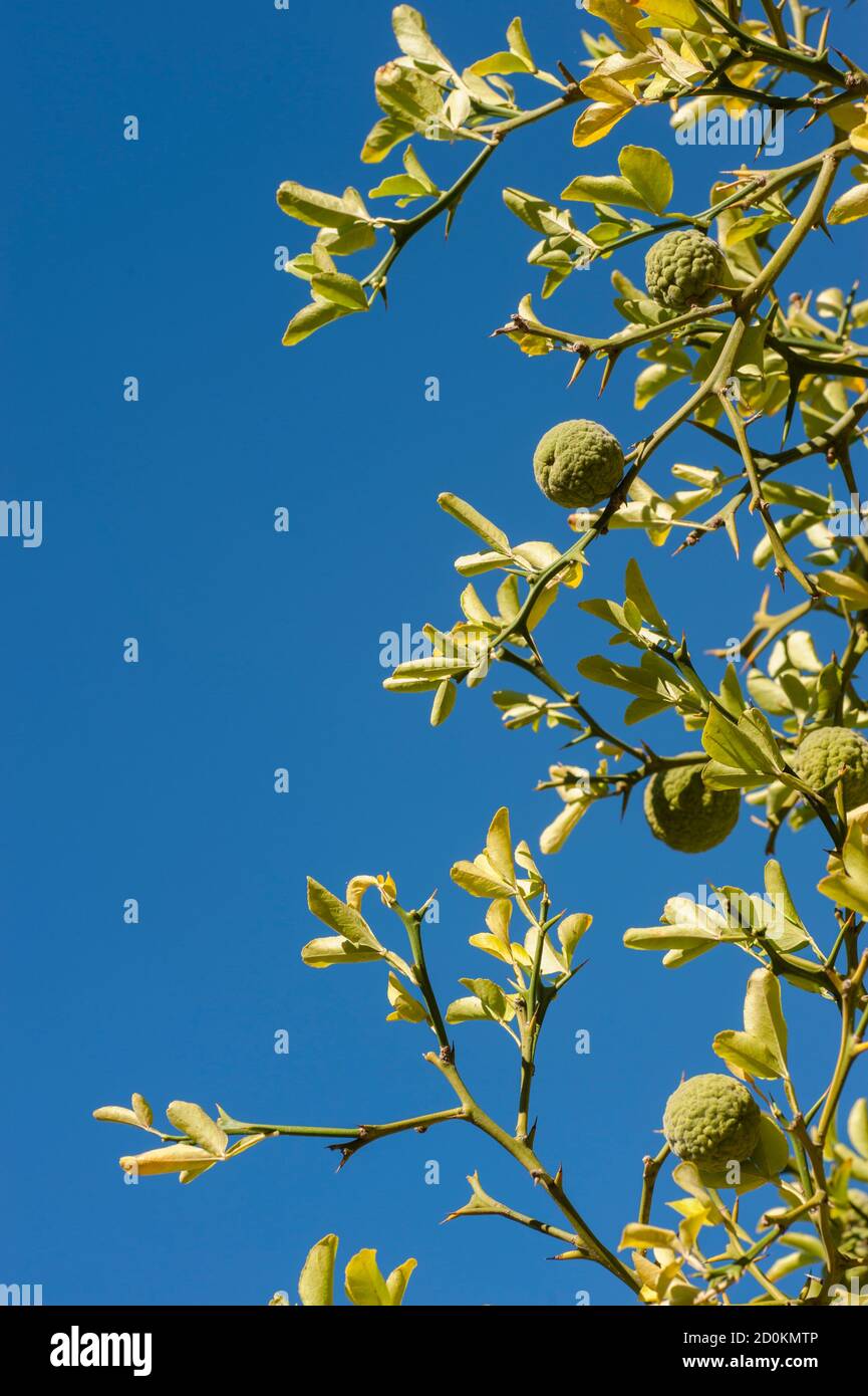 Bergamot orange tree with fruits and leaves on blue sky background ...