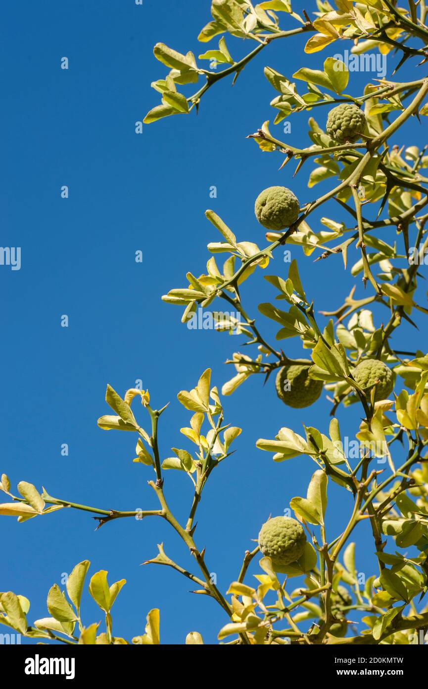 Bergamot orange tree with fruits and leaves on blue sky background ...