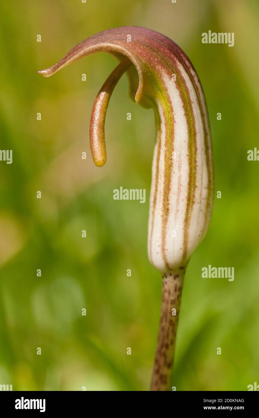 Close up of flower of Arum plant of Europe Stock Photo - Alamy