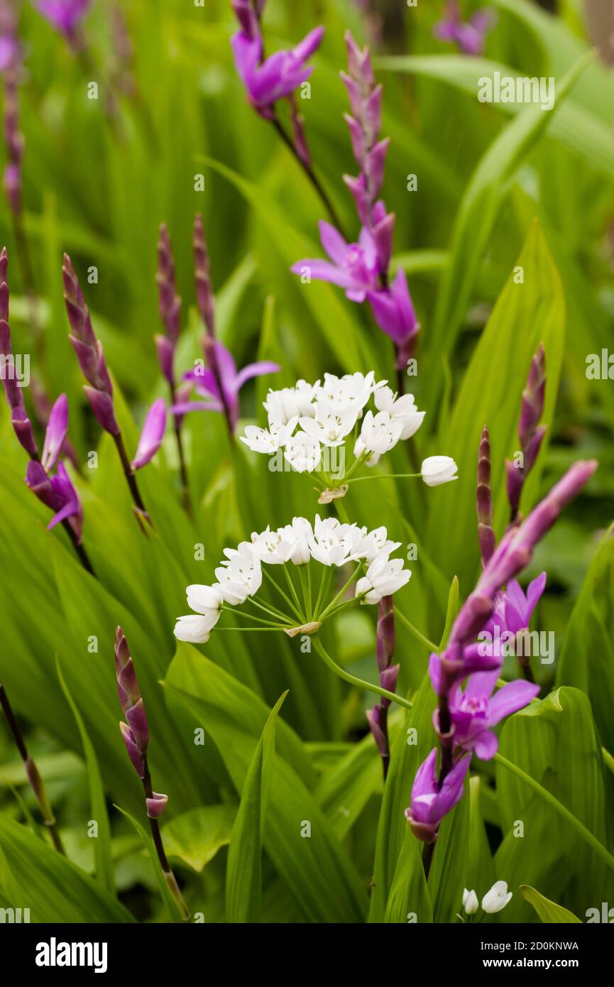 White and pink flowers of Bletilla striata orchid plants Stock Photo ...