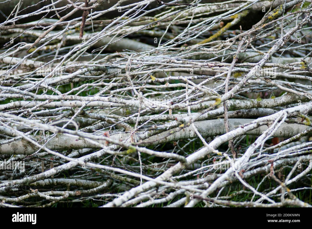 dry wood twigs and branches collected for fire Stock Photo - Alamy