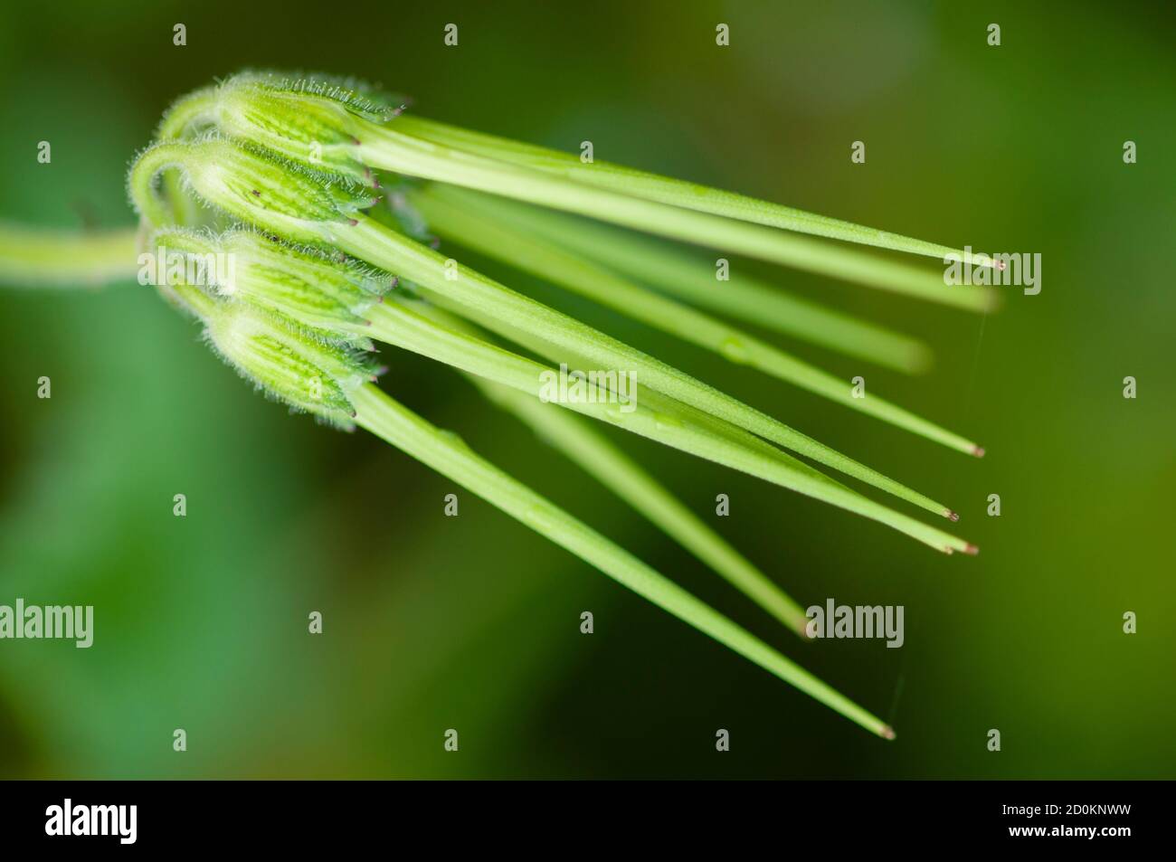 Fresh green long seeds of grass plant Stock Photo - Alamy