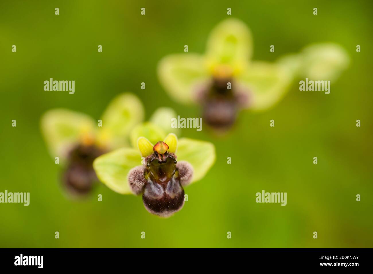 Mediterranean spontaneous orchid flower, Ophris bombiliflora Stock ...