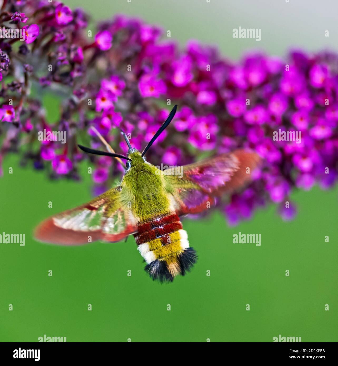 Purple budleia flower hi-res stock photography and images - Alamy