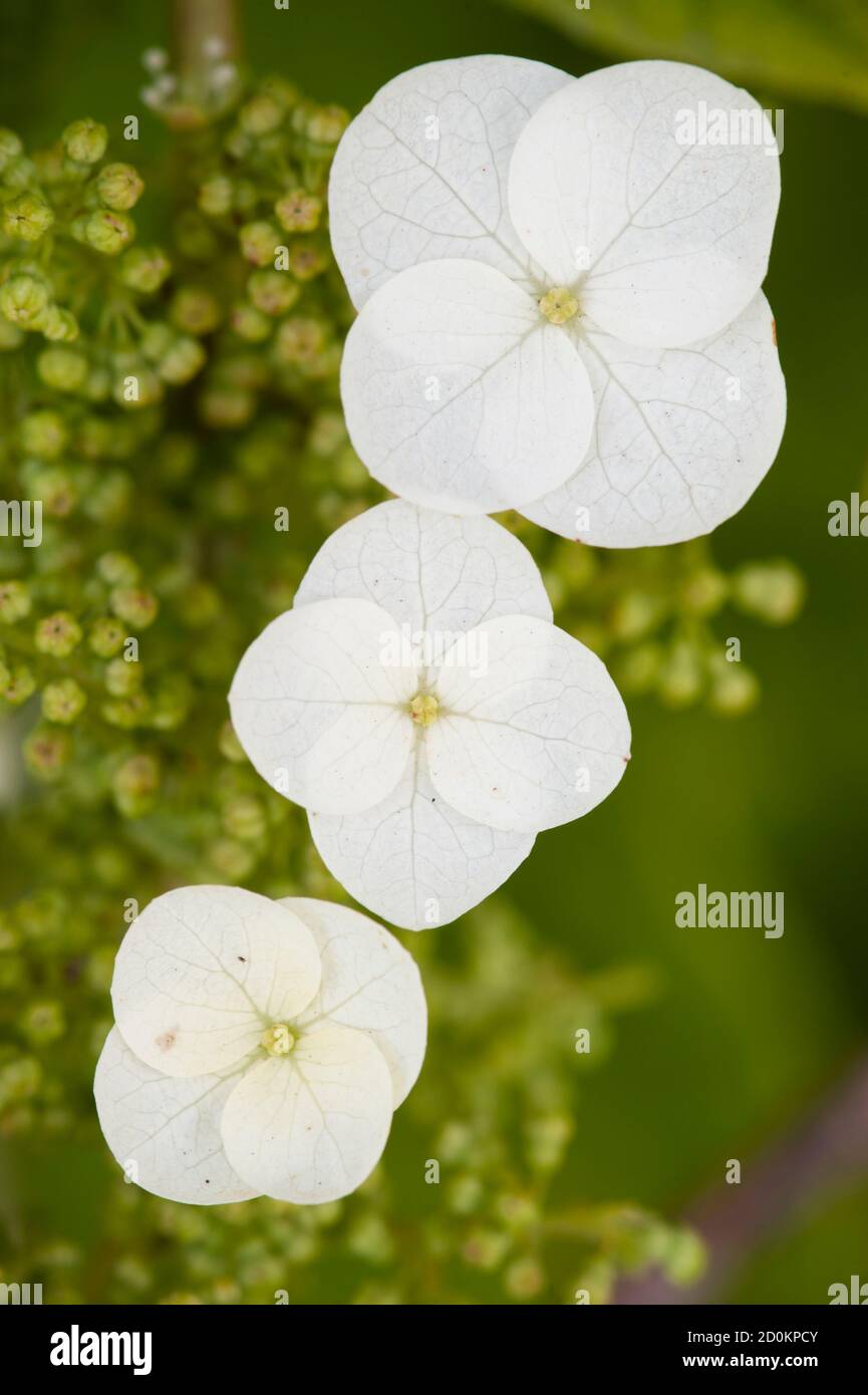 Southeastern united states flower hi-res stock photography and images ...