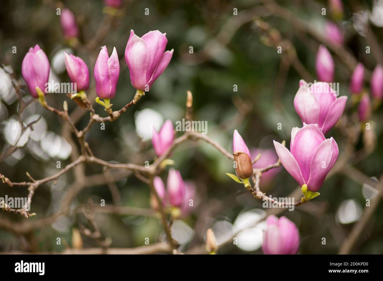 Pink magnolia flowers in full Spring bloom Stock Photo - Alamy