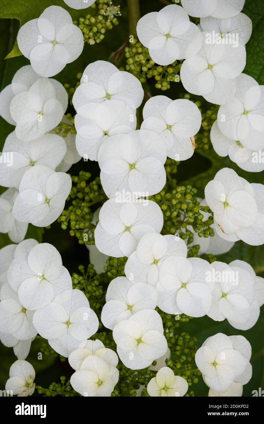 Hydrangea quercifolia flowers, oakleaf, oak-leaved, is a species of ...