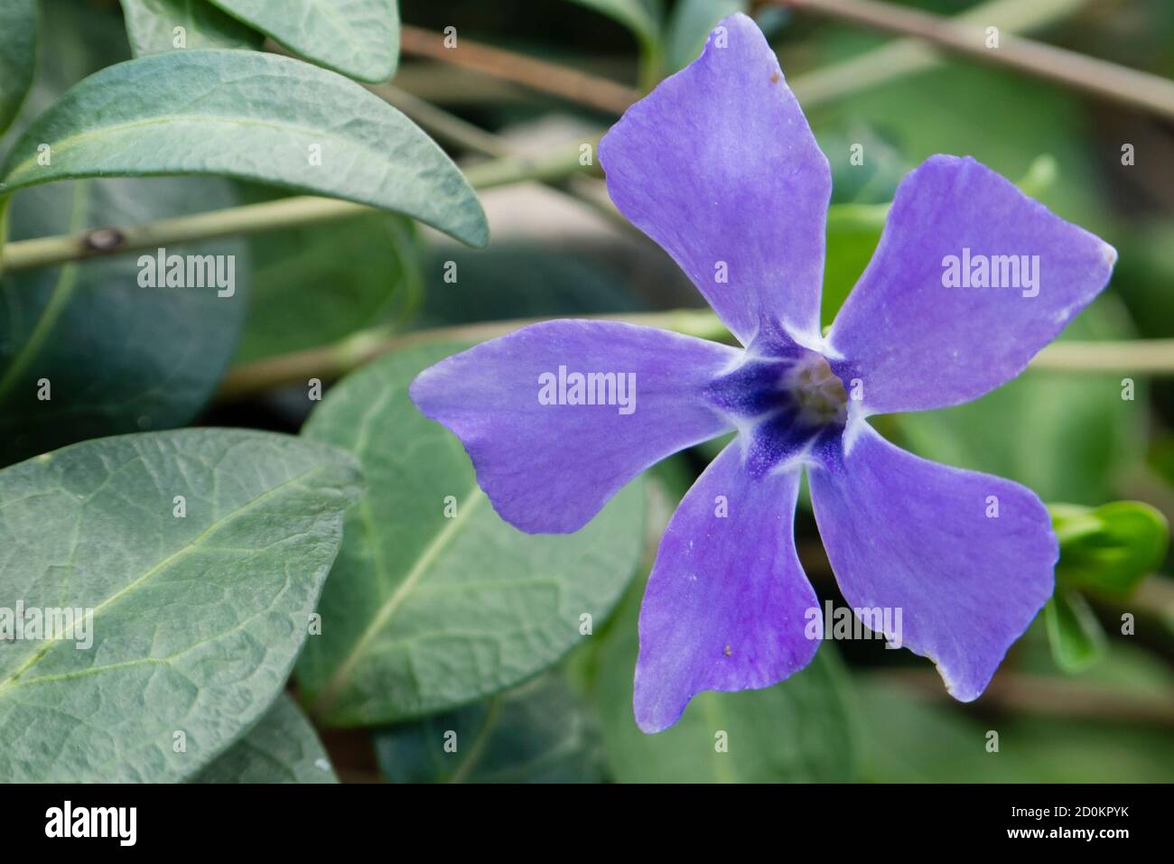 Periwinkle, Vinca flower, genus of flowering plants in the family ...