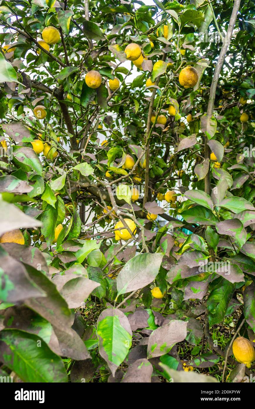 Lemon tree loaded with ripe fruits among green leaves Stock Photo - Alamy
