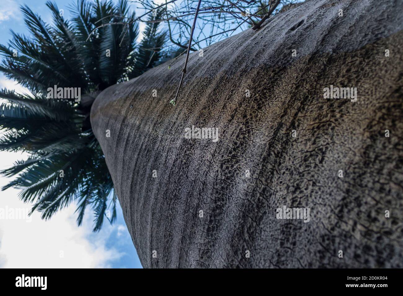 Jubaea chilensis hi-res stock photography and images - Alamy