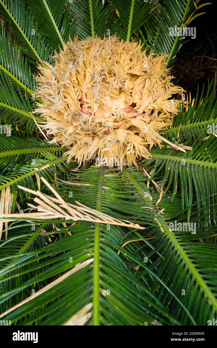 Cycas Family