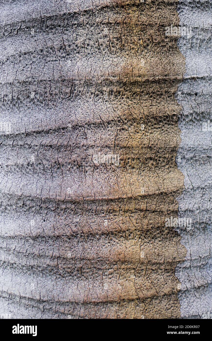 Cork palm tree hi-res stock photography and images - Alamy