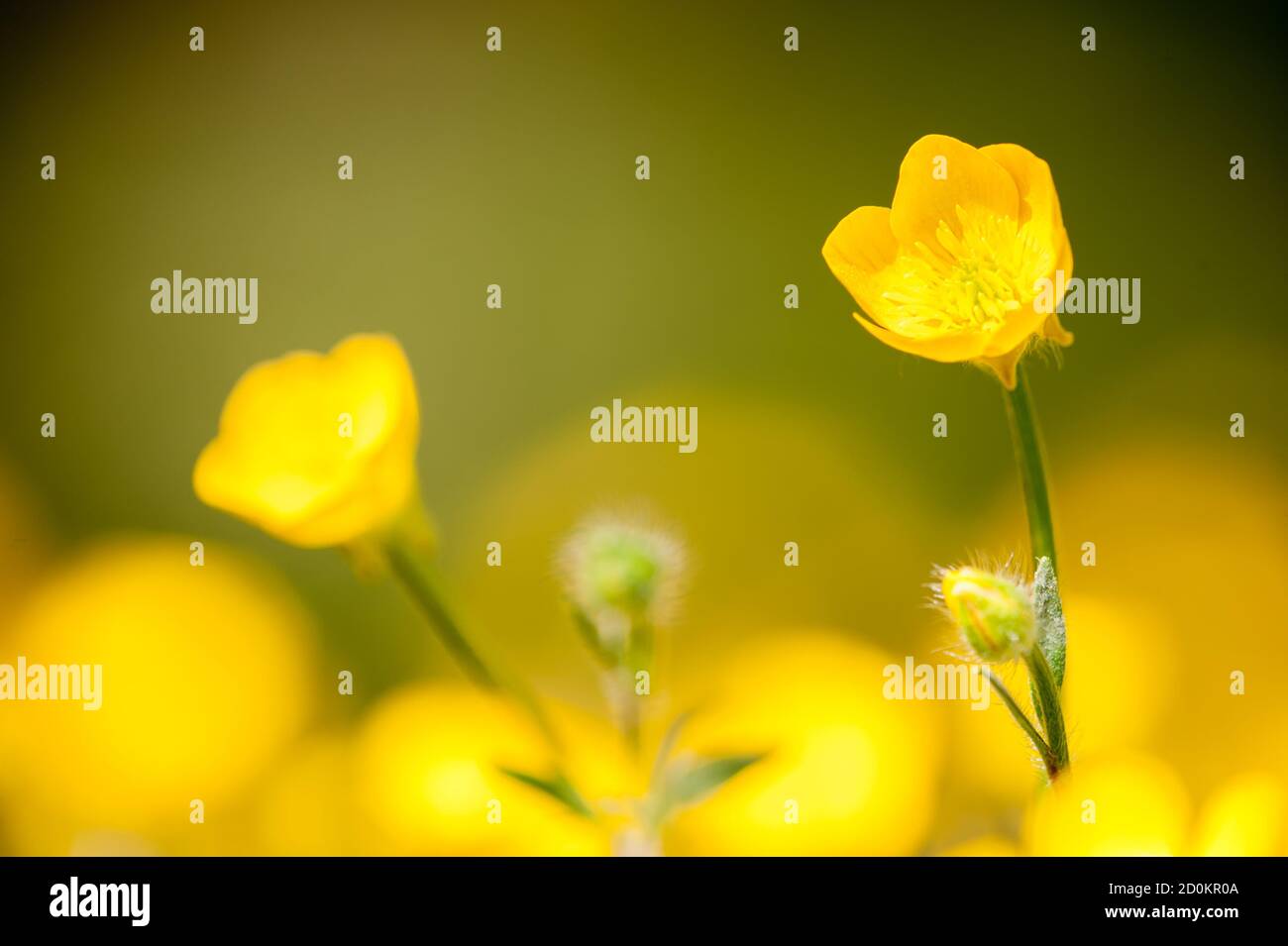 Ranunculus acris is a species of flowering plant in the family ...