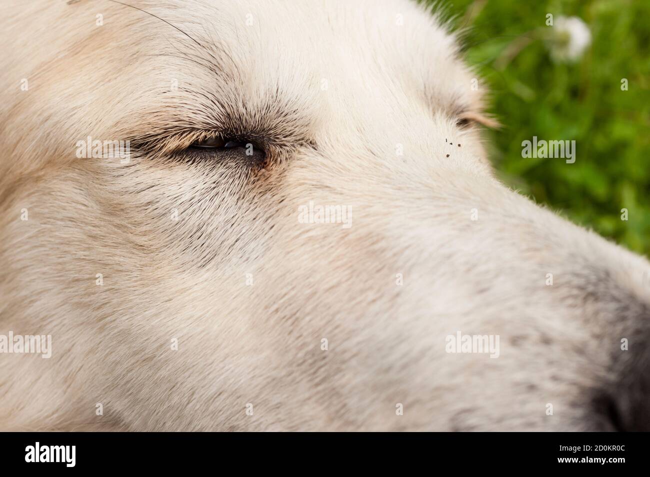 White dog face hi-res stock photography and images - Alamy