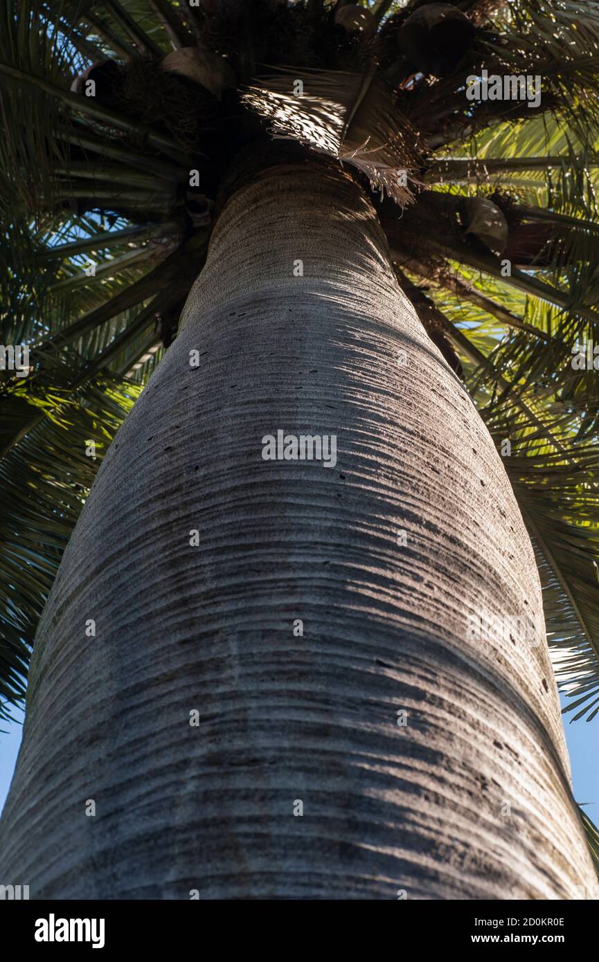 Cork palm tree hi-res stock photography and images - Alamy